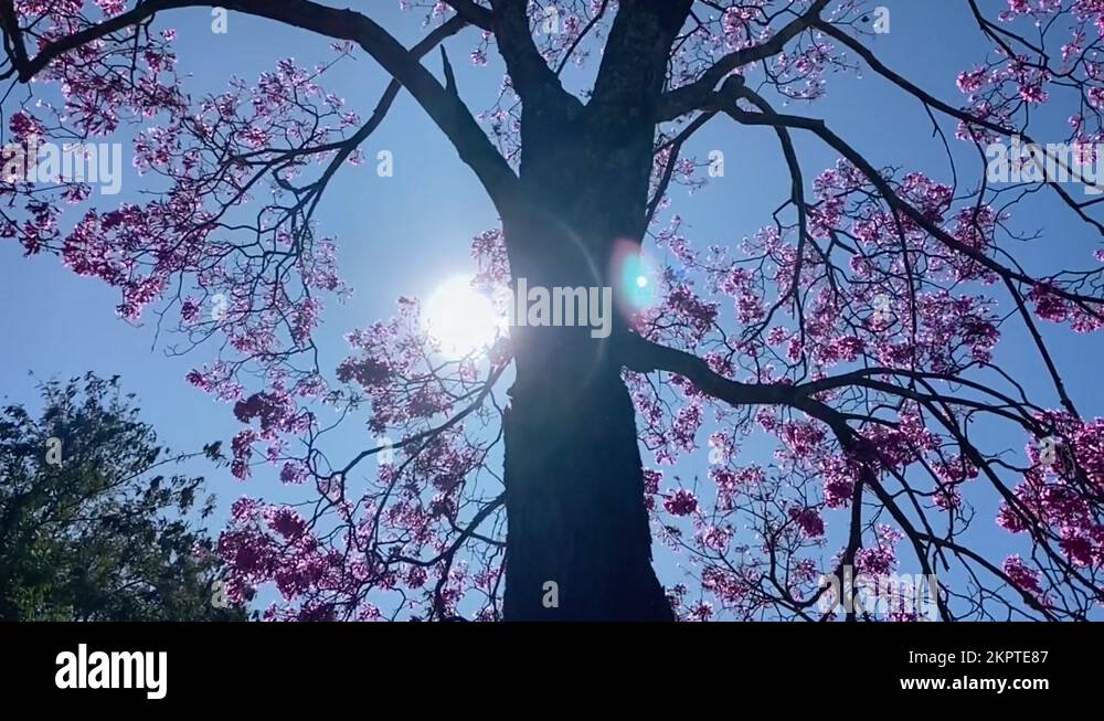 Brazilian cherry tree Stock Videos & Footage - HD and 4K Video Clips ...