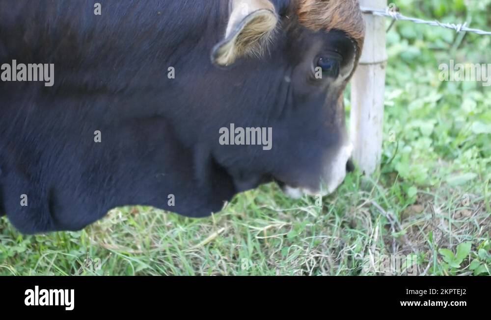 Vietnamese cow Stock Videos & Footage - HD and 4K Video Clips - Alamy