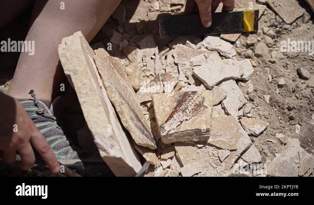 Fossil in rock layers Stock Videos & Footage - HD and 4K Video Clips ...