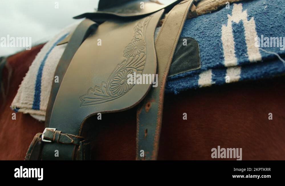 Saddle close up horse Stock Videos & Footage - HD and 4K Video Clips ...