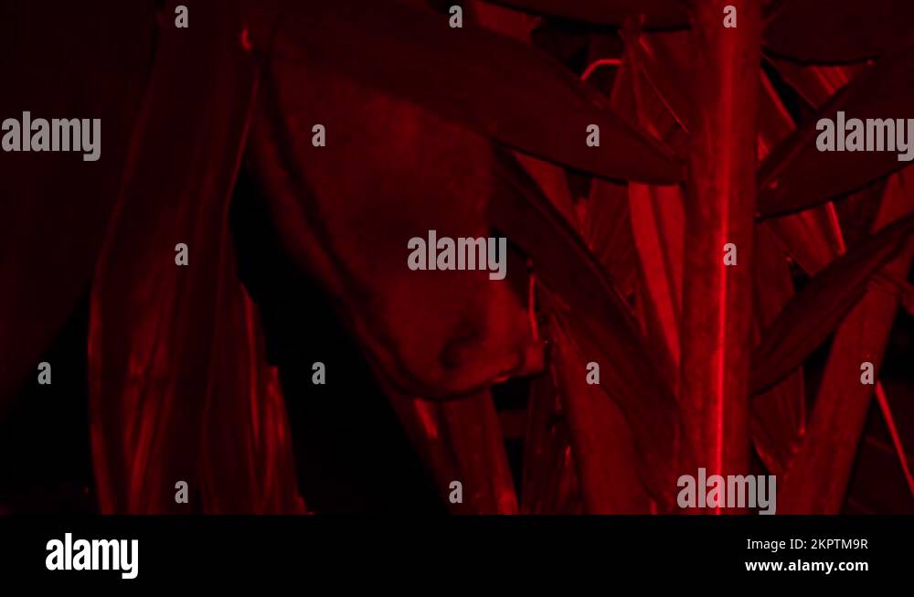 Sap of palm tree Stock Videos & Footage - HD and 4K Video Clips - Alamy