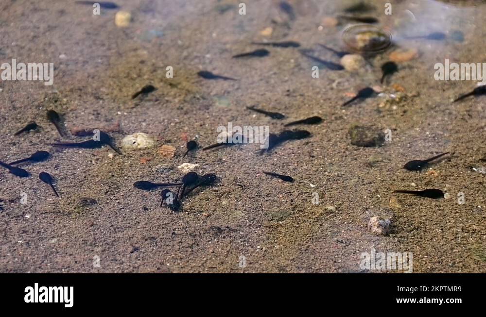 Bottom of a river Stock Videos & Footage - HD and 4K Video Clips - Alamy