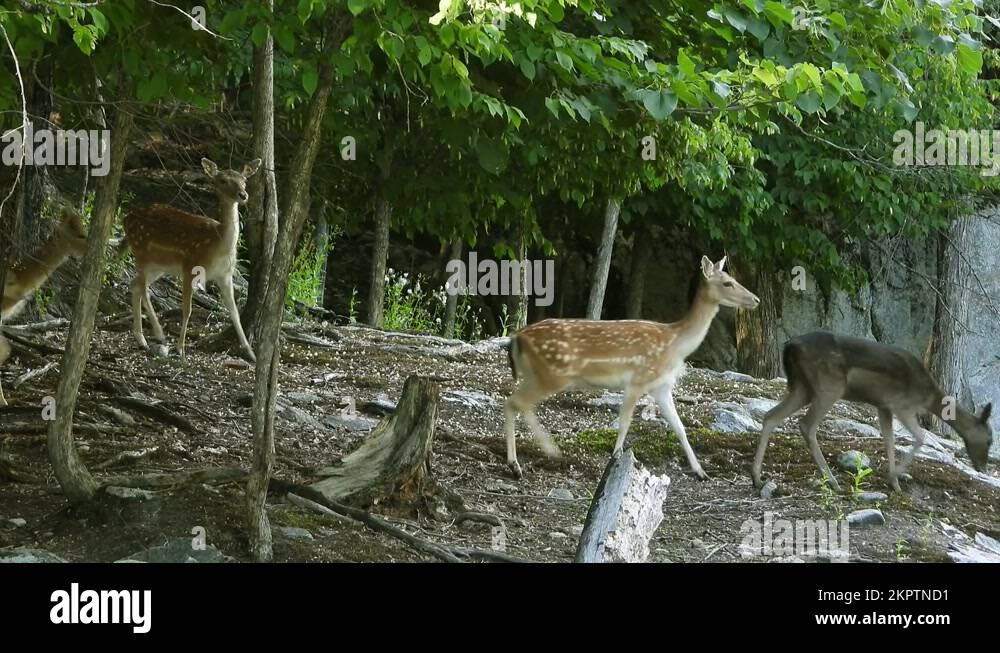 Forest parcel Stock Videos & Footage - HD and 4K Video Clips - Alamy