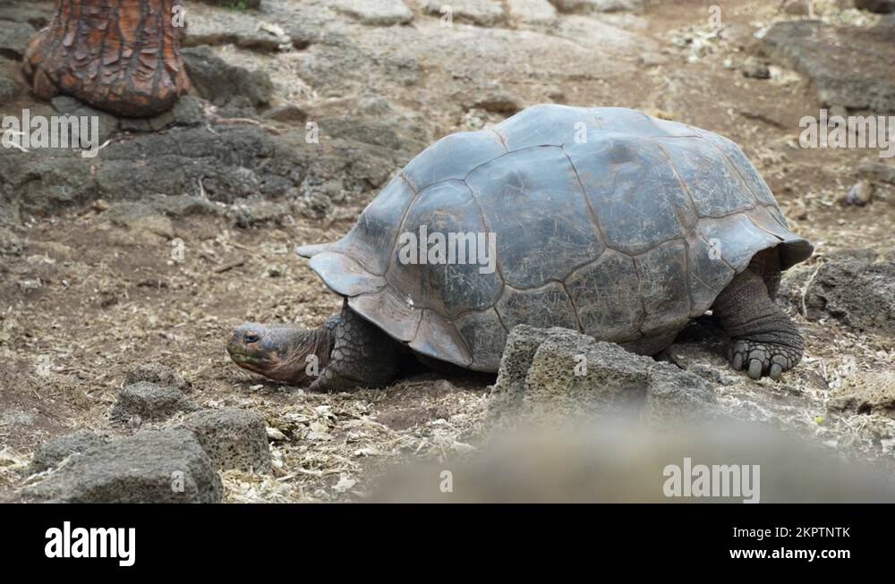 Giant tortoise charles darwin research station Stock Videos & Footage ...