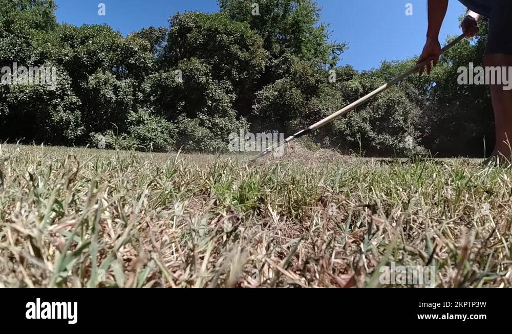 Loose grass Stock Videos & Footage - HD and 4K Video Clips - Alamy