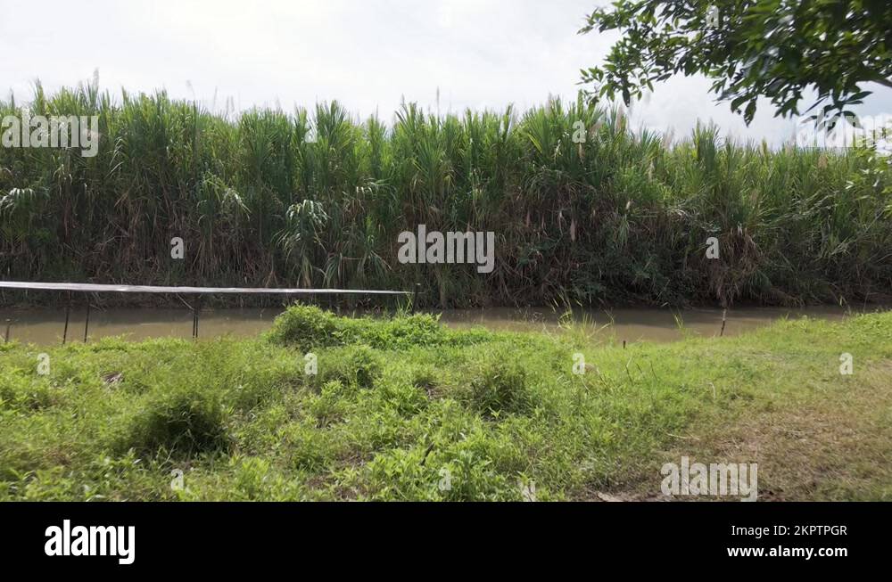Tall reed plants behind palm trees and a brown narrow river in the ...