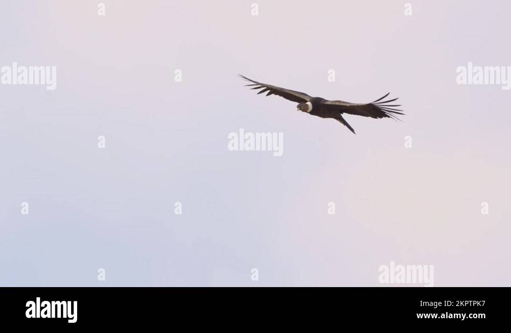 Andean condor (Vultur gryphus), one of the largest flying birds in the ...