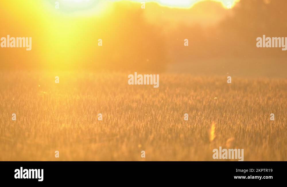 Crops and insects Stock Videos & Footage - HD and 4K Video Clips - Alamy