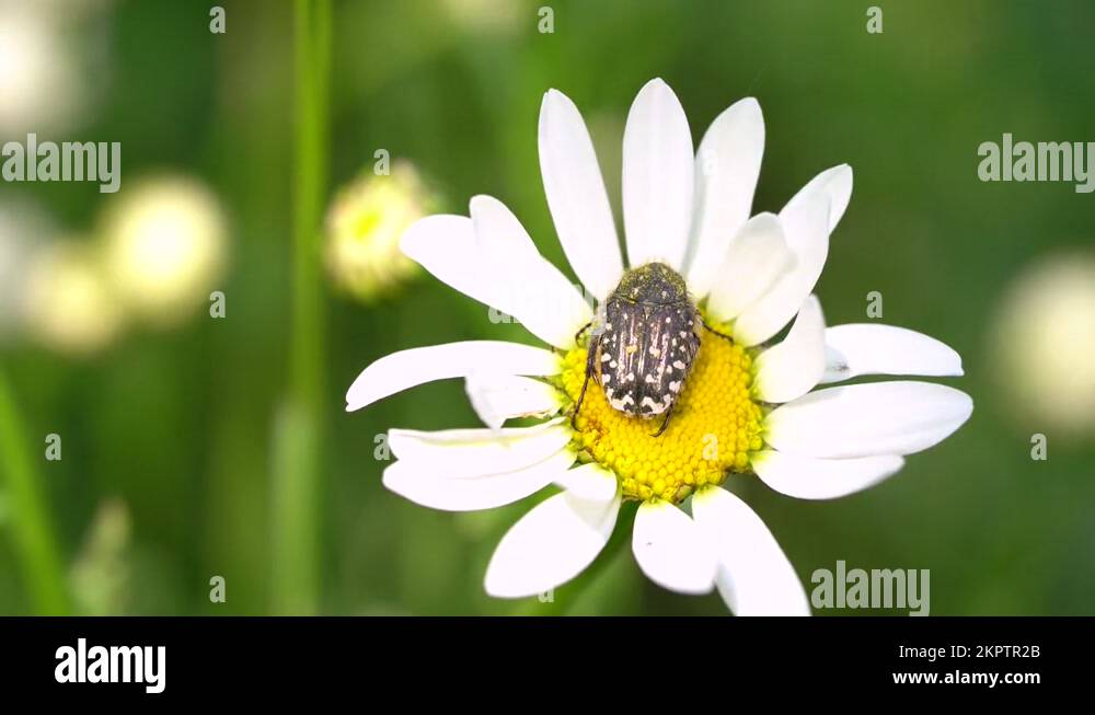 Beetle daisy flower Stock Videos & Footage - HD and 4K Video Clips - Alamy