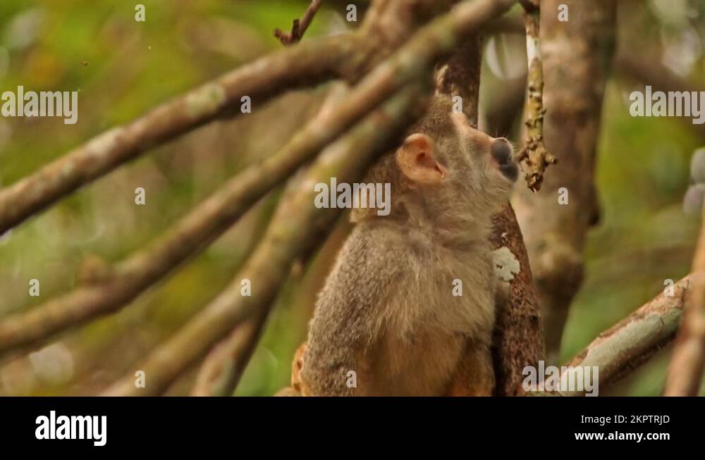 Baby monkey in the amazon rainforest Stock Videos & Footage - HD and 4K ...