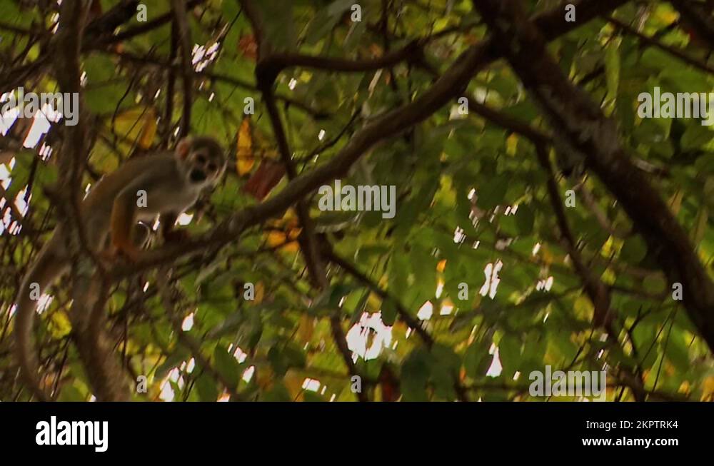 Squirrel monkey climbing in trees under the canopy of the Amazon ...