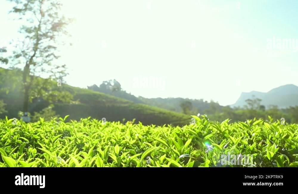 Tea industry sri lanka Stock Videos & Footage - HD and 4K Video Clips ...