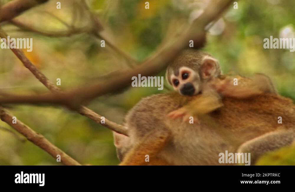 Baby monkey clinging Stock Videos & Footage - HD and 4K Video Clips - Alamy