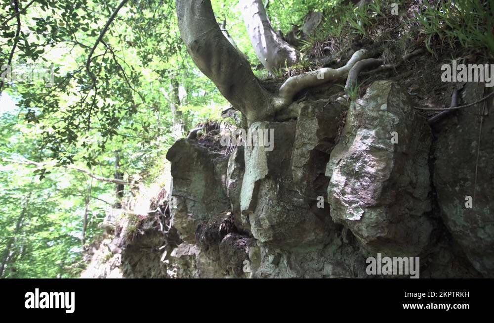 Tree growing from rock Stock Videos & Footage - HD and 4K Video Clips ...