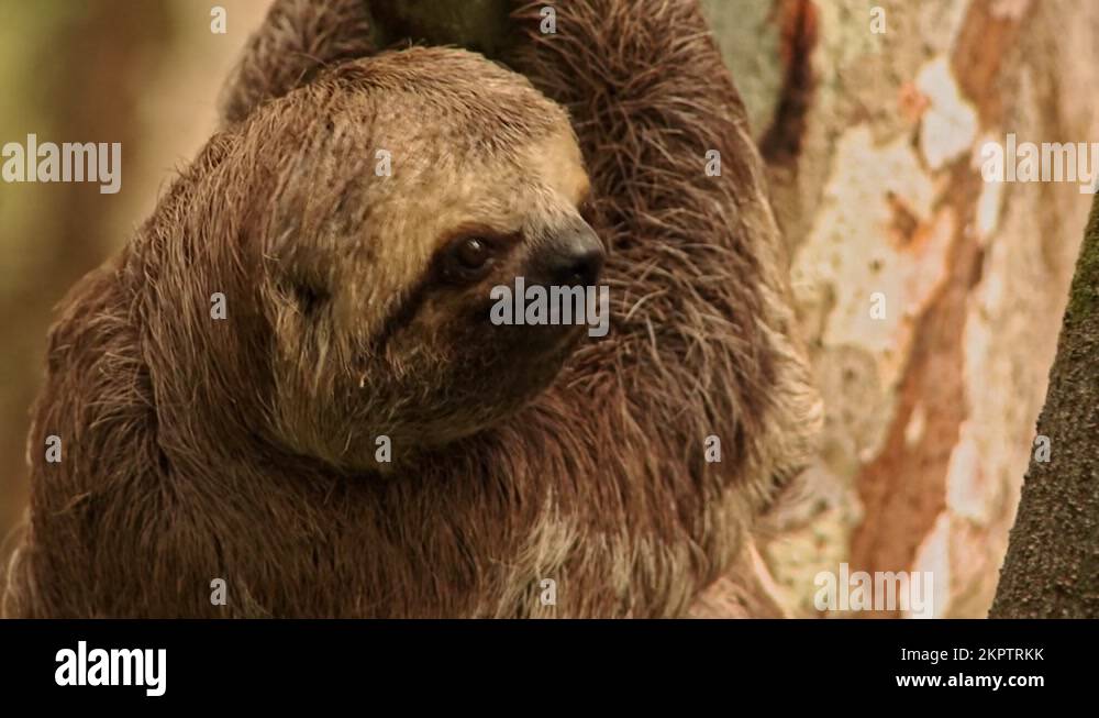 Amazon rainforest wild sloth tree Stock Videos & Footage - HD and 4K ...
