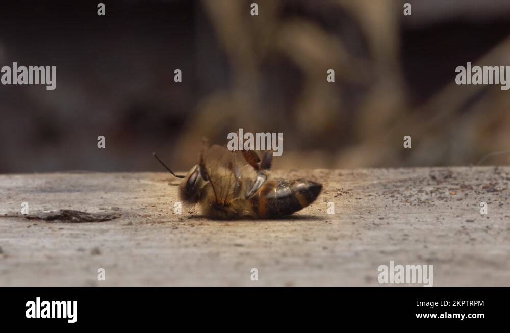 The death of the honey bees Stock Videos & Footage - HD and 4K Video ...