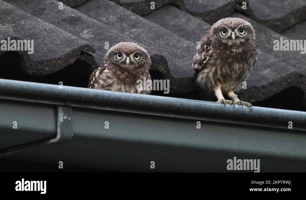 Telephoto view of two little owls sitting on rooftops drain pipe ...
