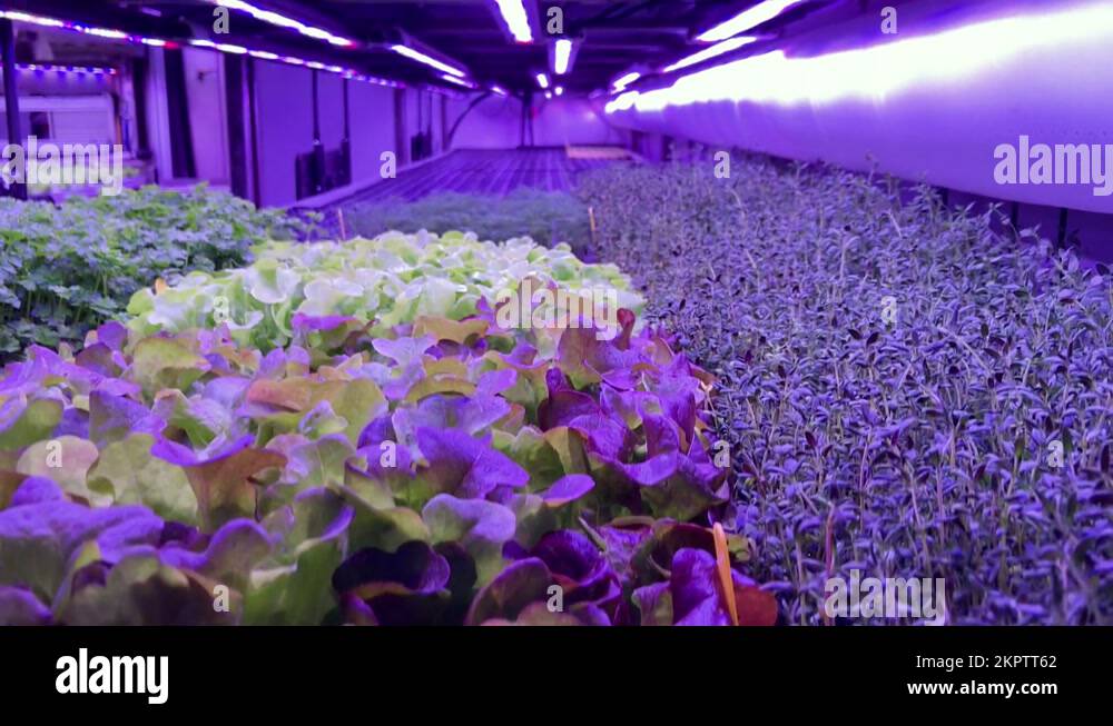 VERTICAL FARMING - Rising shot through glass of shelves of seedlings ...