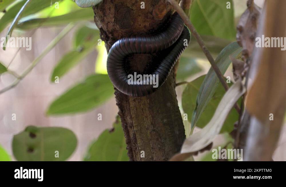 Jungle millipede Stock Videos & Footage - HD and 4K Video Clips - Alamy