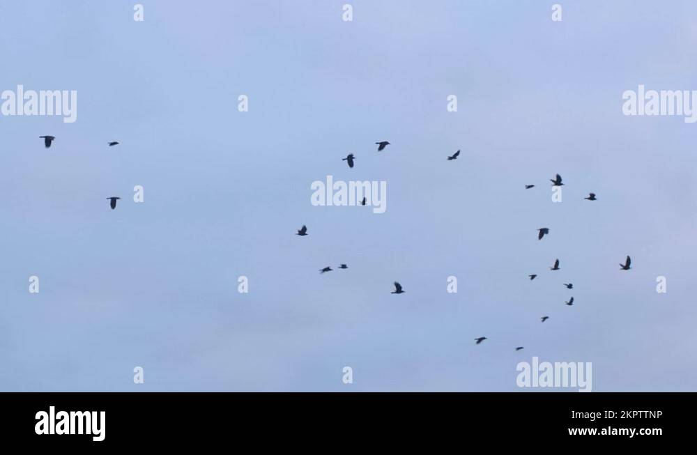 Winter birds Stock Videos & Footage - HD and 4K Video Clips - Alamy