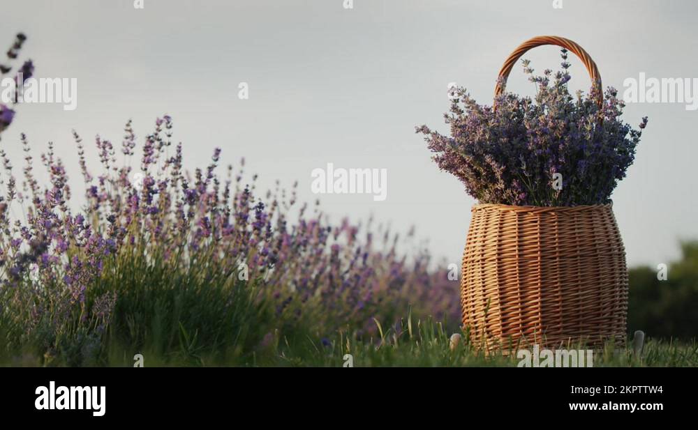 Rural basket Stock Videos & Footage - HD and 4K Video Clips - Alamy
