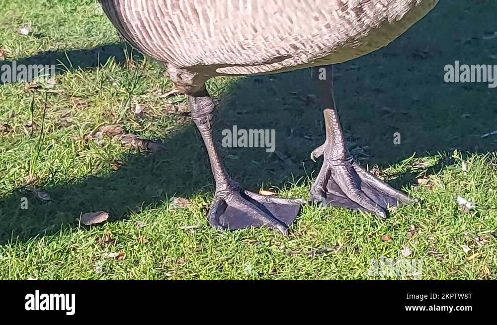 Canada goose webbed feet Stock Videos & Footage - HD and 4K Video Clips ...