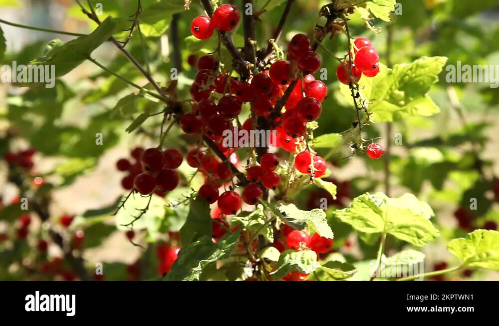 Hanging berries Stock Videos & Footage - HD and 4K Video Clips - Alamy