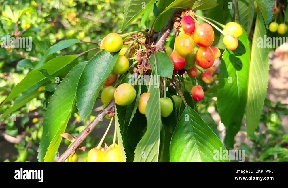 Red yellow cherries tree Stock Videos & Footage - HD and 4K Video Clips ...