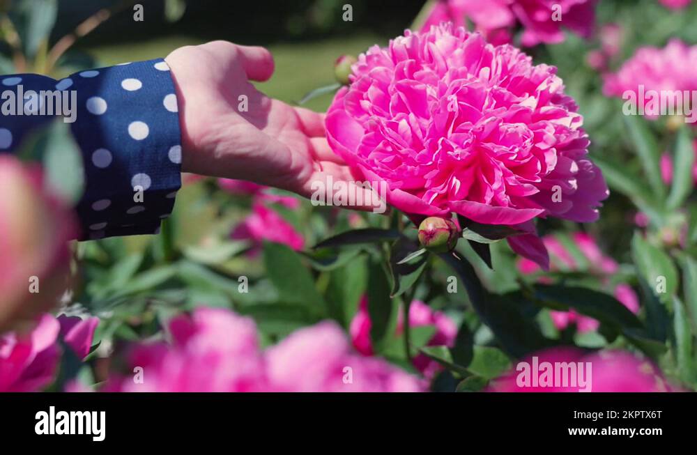 Paeonia delicate Stock Videos & Footage - HD and 4K Video Clips - Alamy