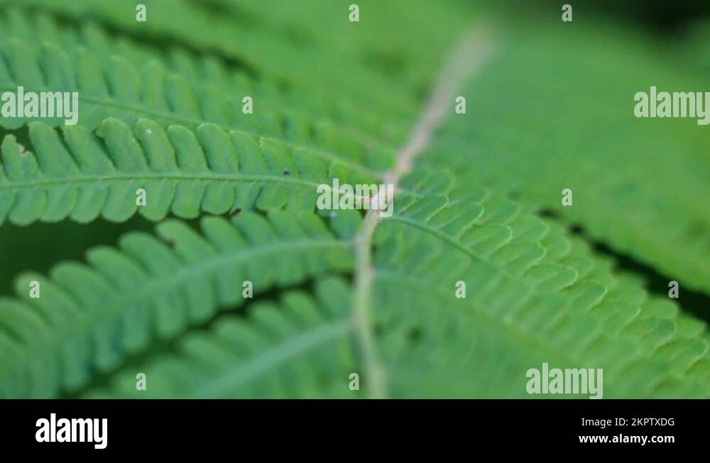 Scale leaf Stock Videos & Footage - HD and 4K Video Clips - Alamy