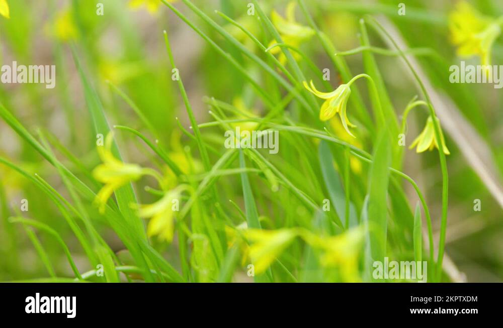 Minima Stock Videos & Footage - HD and 4K Video Clips - Alamy