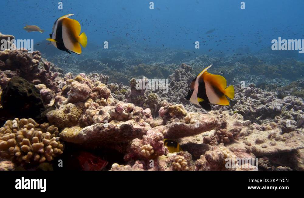 Indian banner fish on a tropical coral reef in the atoll of Fakarava ...