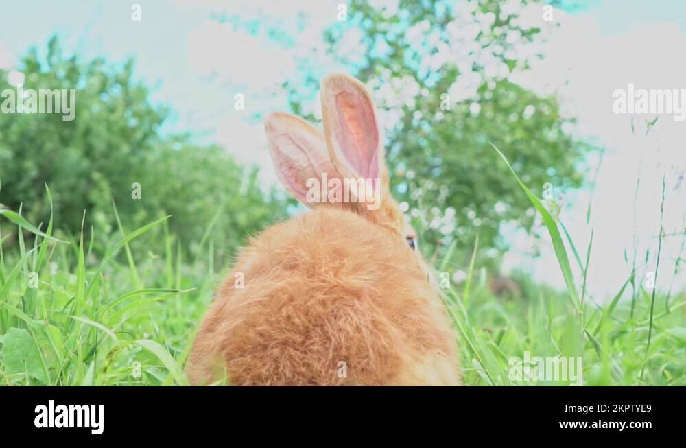 Cute adorable red fluffy rabbit sitting on the green grass lawn in the ...