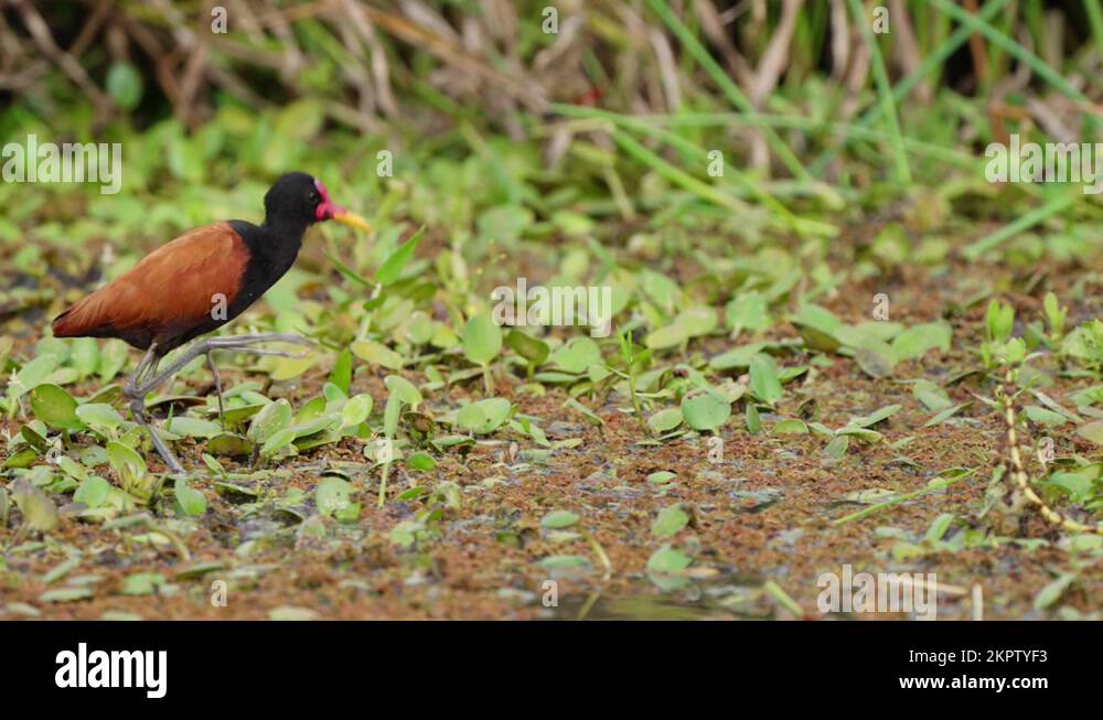 Long yellow legs and bill Stock Videos & Footage - HD and 4K Video ...