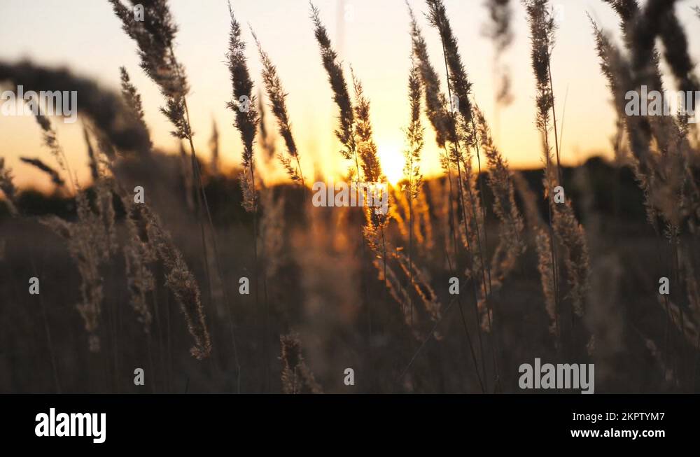 Plants tall stems Stock Videos & Footage - HD and 4K Video Clips - Alamy