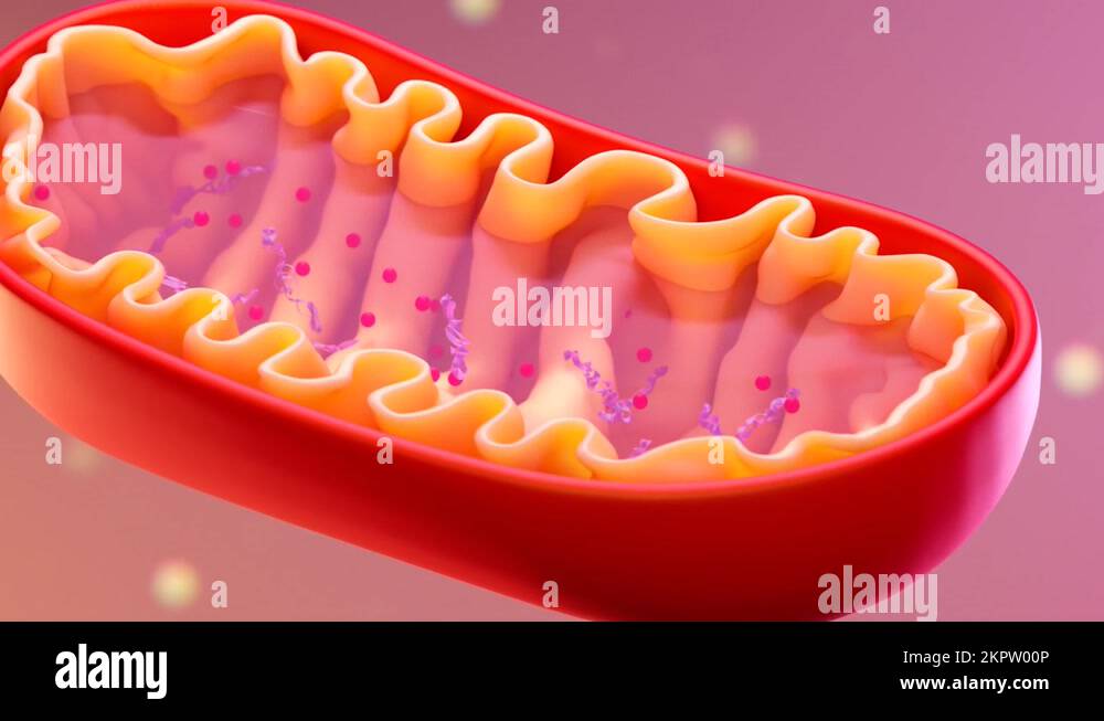 Cross-section view of Mitochondria. Mitochondrion animation. Inside ...