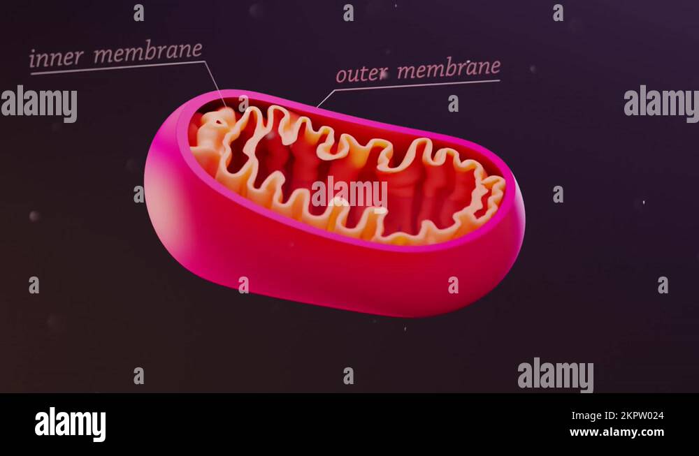 Cross-section view of Mitochondria. Mitochondrion animation. Inside ...