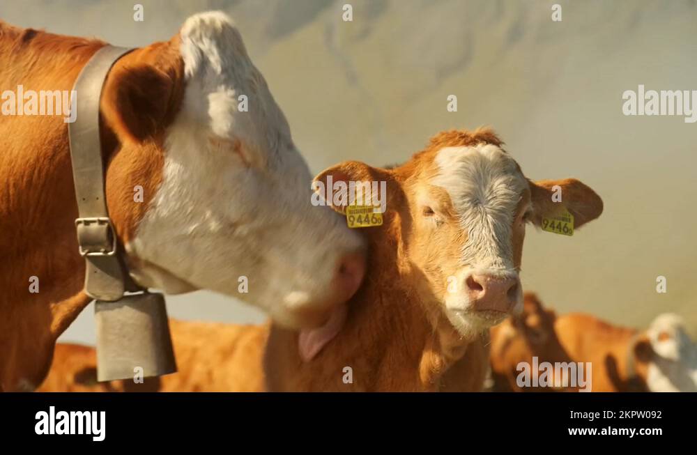 Mother cow showing love and friendship by licking and grooming her baby ...