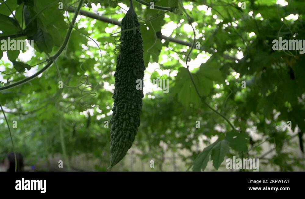 Full sized organic bitter melon fruit growing on vine in enclosed Stock ...