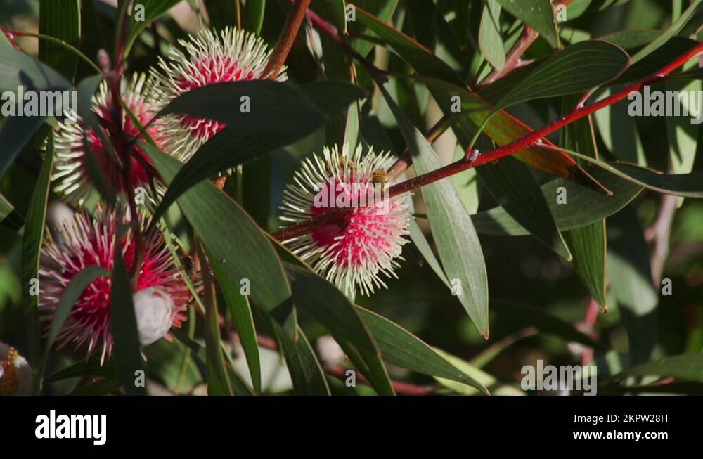 Victoria bee Stock Videos & Footage - HD and 4K Video Clips - Alamy