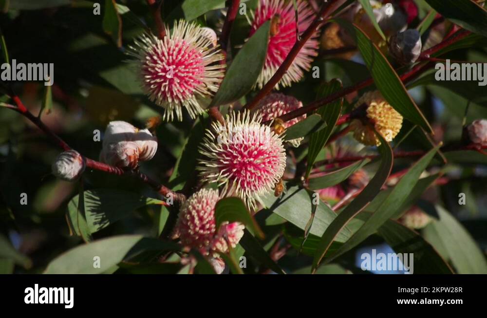 Bees Climbing and flying on Hakea Laurina Plant, Daytime Sunny Maffra ...