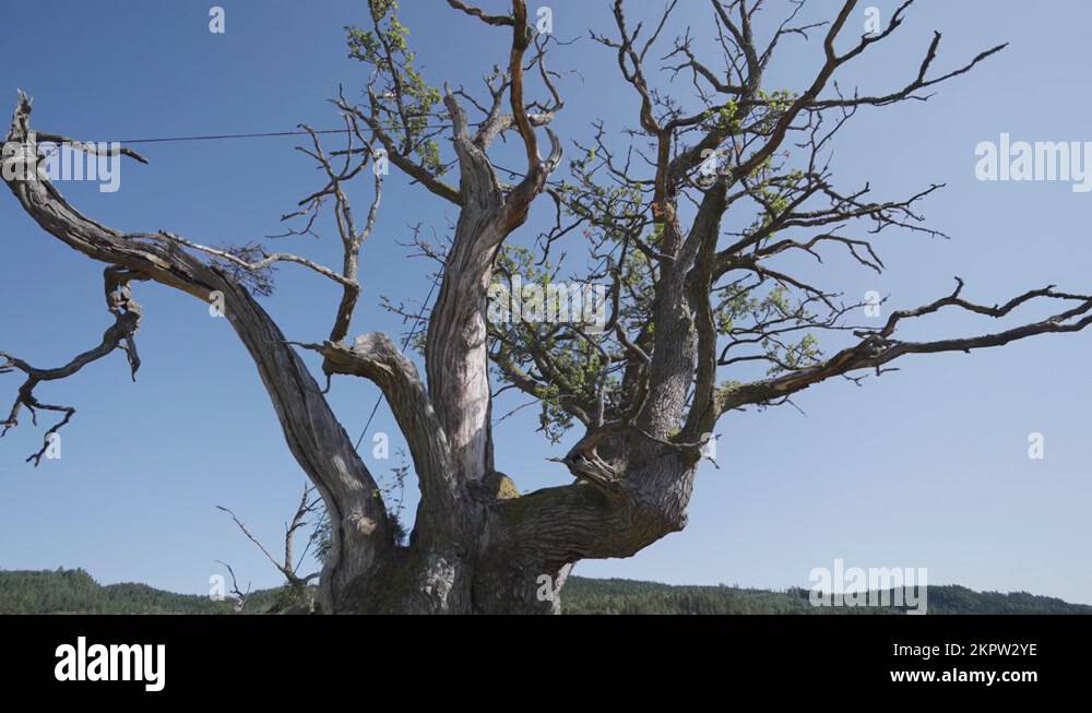 Thousand year oak Stock Videos & Footage - HD and 4K Video Clips - Alamy