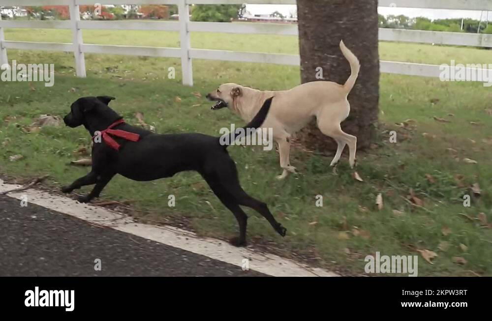 Running motion capture Stock Videos & Footage - HD and 4K Video Clips ...