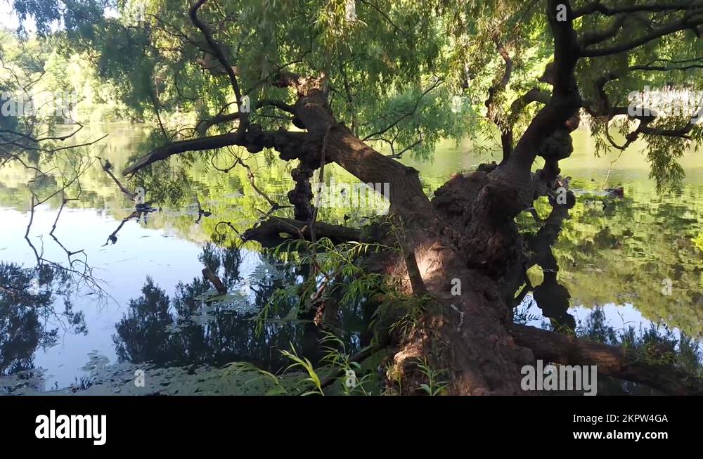 Creating a natural Stock Videos & Footage - HD and 4K Video Clips - Alamy