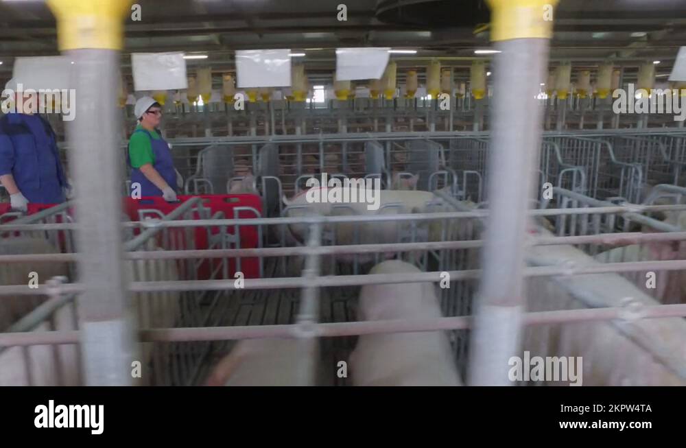 Pig farmers and farming Stock Videos & Footage - HD and 4K Video Clips ...