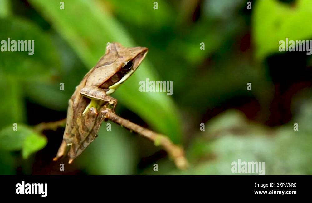 Predator amphibian wildlife Stock Videos & Footage - HD and 4K Video ...