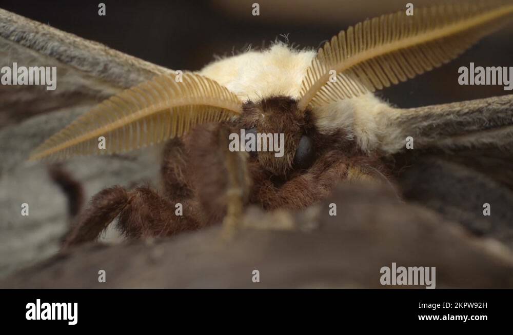 Moth moths Stock Videos & Footage - HD and 4K Video Clips - Alamy