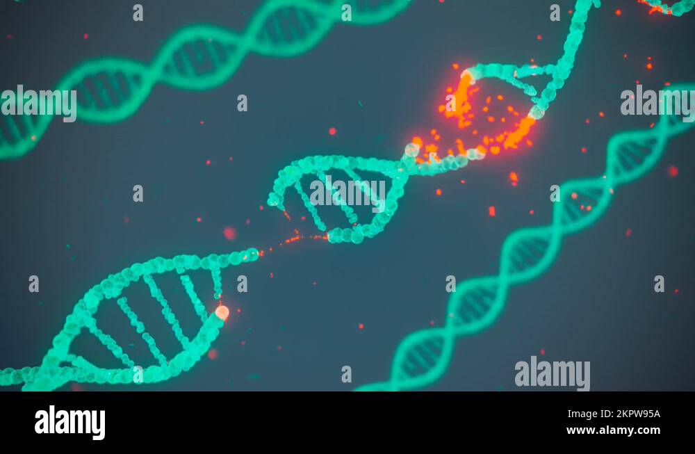 Breaking DNA double helix. Concept of molecular structure of human cell ...