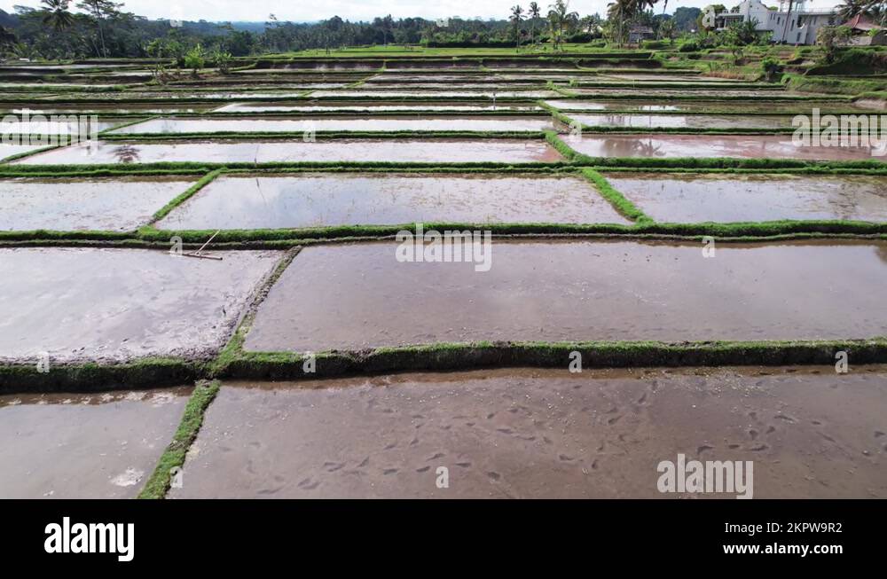 Water rice Stock Videos & Footage - HD and 4K Video Clips - Alamy