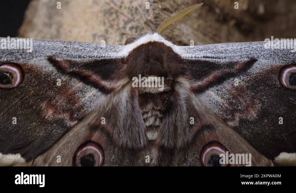 European emperor moth Stock Videos & Footage - HD and 4K Video Clips ...